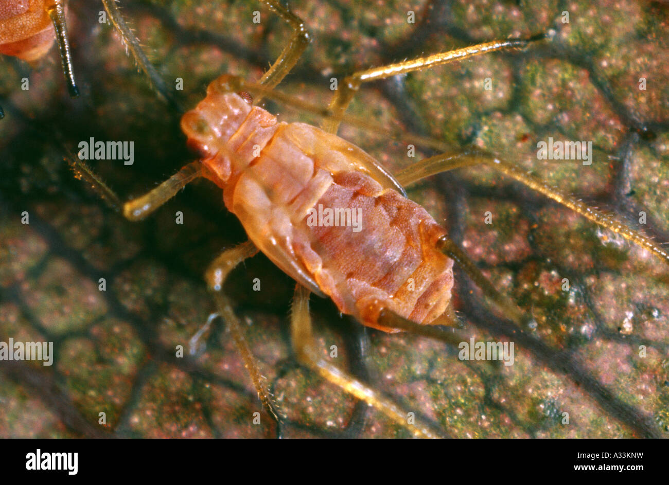 ROSY APPLE APHID (ANURAPHIS ROSEUS; DYSAPHIS PLANTAGINEA) DESTRUCTIVE TO APPLES, GRAINS AND ...