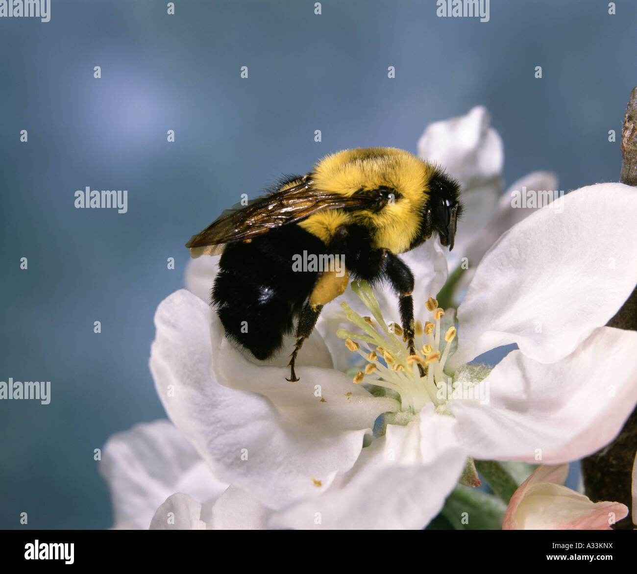 BUMBLE BEE (BOMBUS FERVIDUS) ADULT ON APPLE BLOSSOM, STERILE FEMALE ...