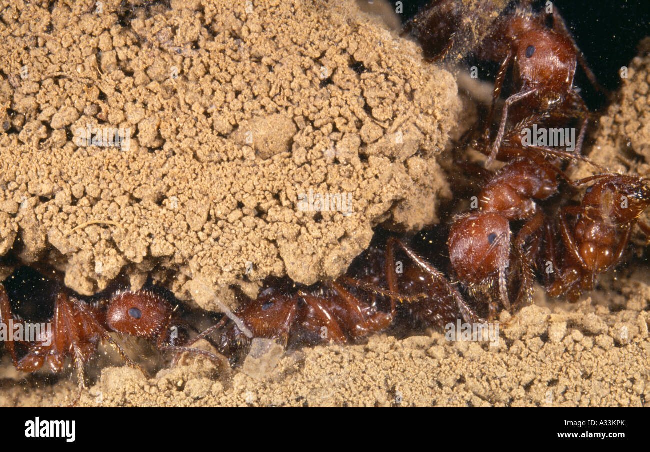 Pogonomyrmex harvester ant High Resolution Stock Photography and Images ...