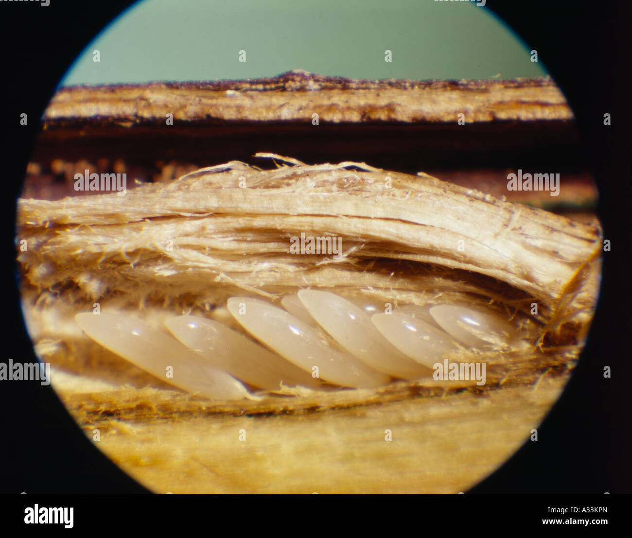 Cicada eggs hi-res stock photography and images - Alamy