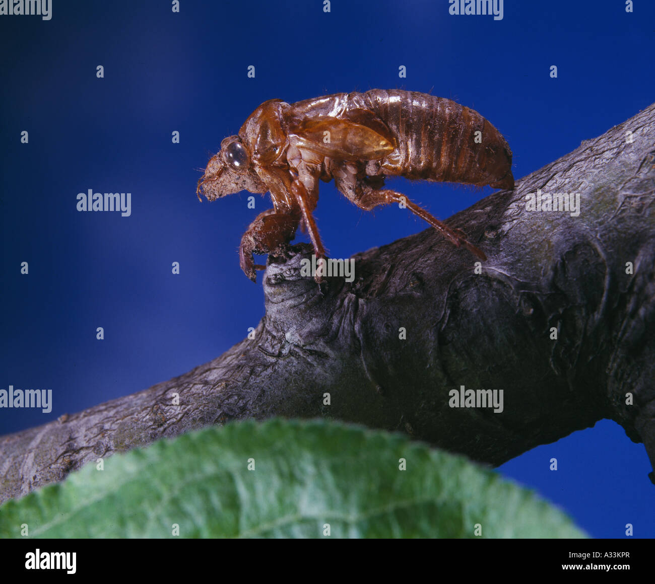 PERIODICAL CICADA OR LOCUST OR 17-YEAR CICADA OR LOCUST (MAGICICADA ...
