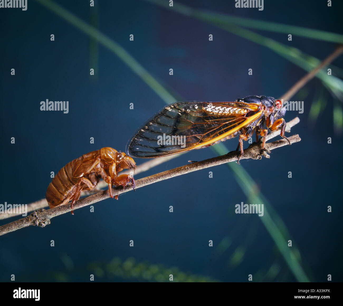 PERIODICAL CICADA OR LOCUST OR 17-YEAR CICADA OR LOCUST (MAGICICADA ...