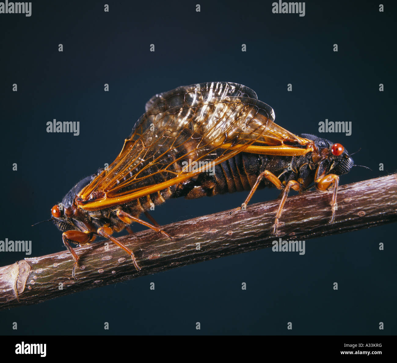 PERIODICAL CICADA OR LOCUST OR 17-YEAR CICADA OR LOCUST (MAGICICADA ...