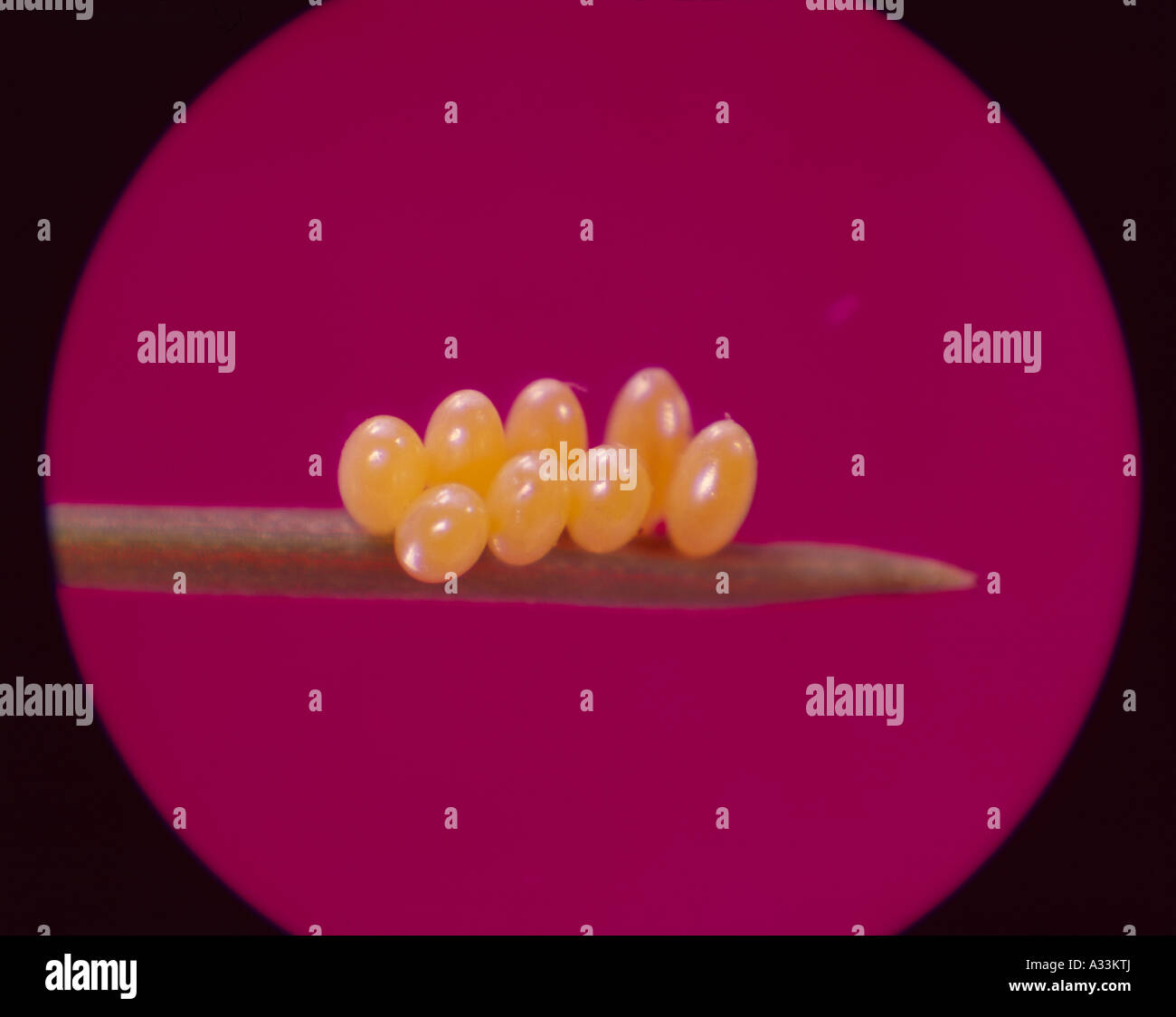 Magnified insect hi-res stock photography and images - Alamy