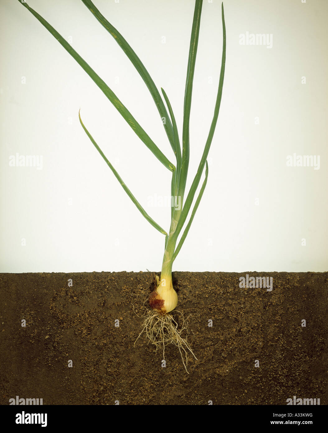 Allium sepa hi-res stock photography and images - Alamy