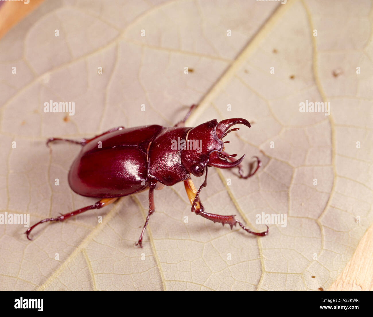 Pinching bugs hi-res stock photography and images - Alamy
