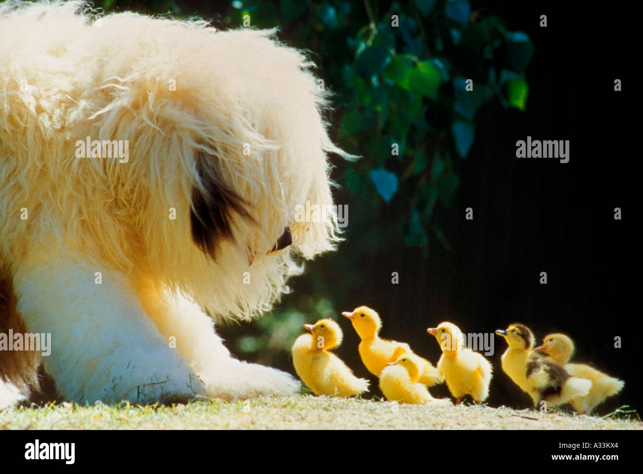 Dog and ducklings hi-res stock photography and images - Alamy