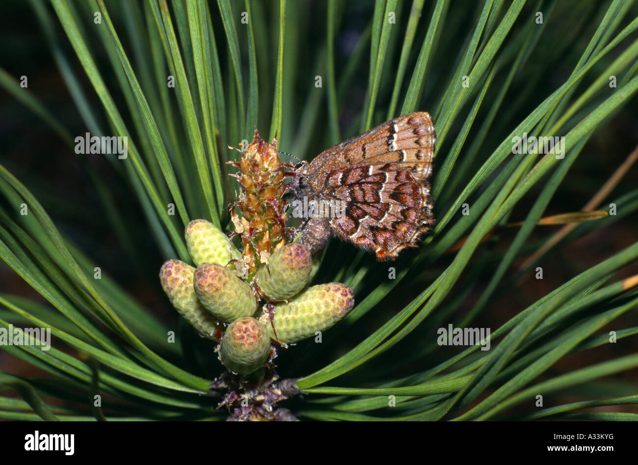 EASTERN PINE ELFIN BUTTERFLY (CALLOPHRYS NIPHON) ADULT ON PINK TREE ...