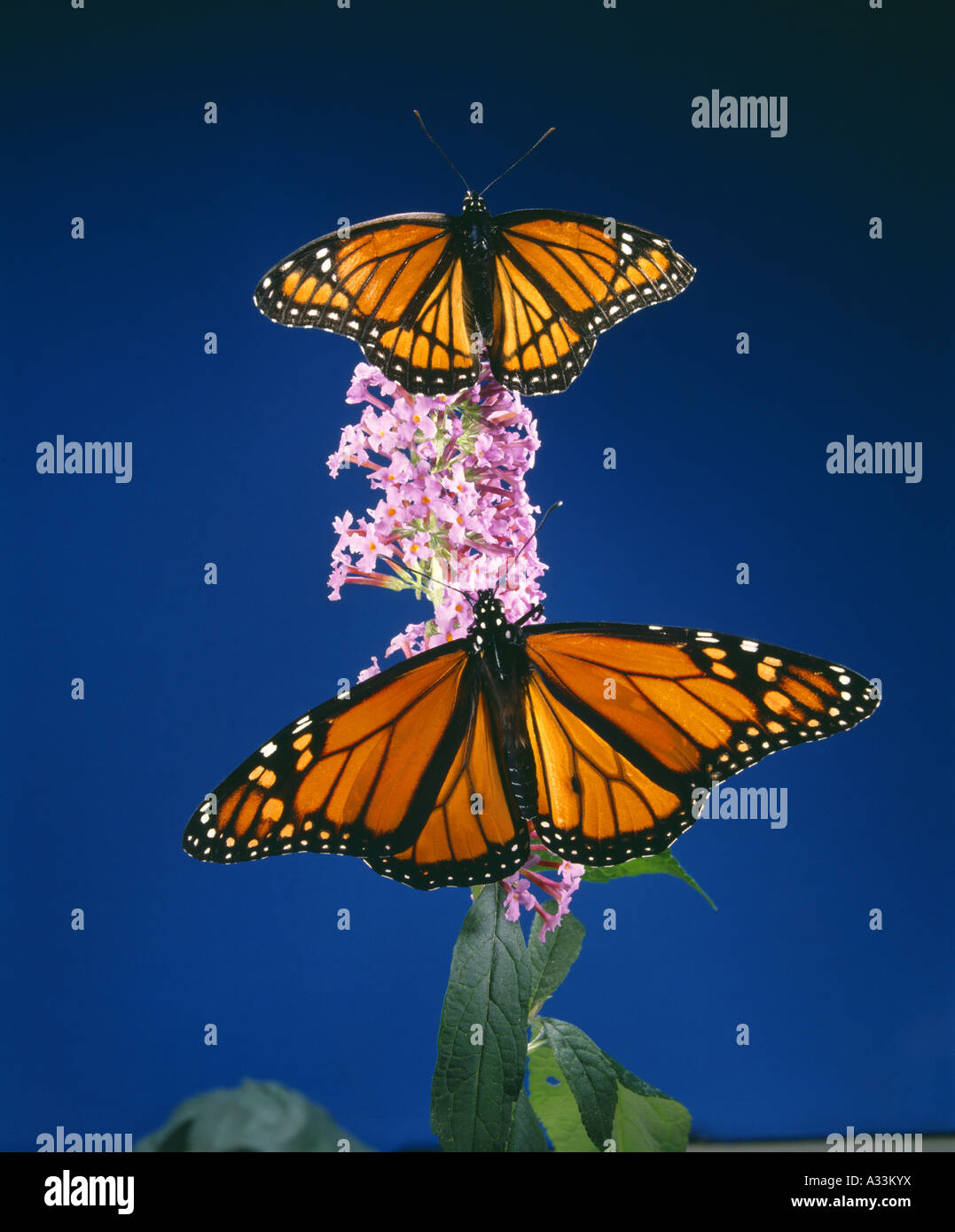 VICEROY BUTTERFLY (LIMENITIS ARCHIPPUS) TOP MONARCH BUTTEFLY (DANAUS ...