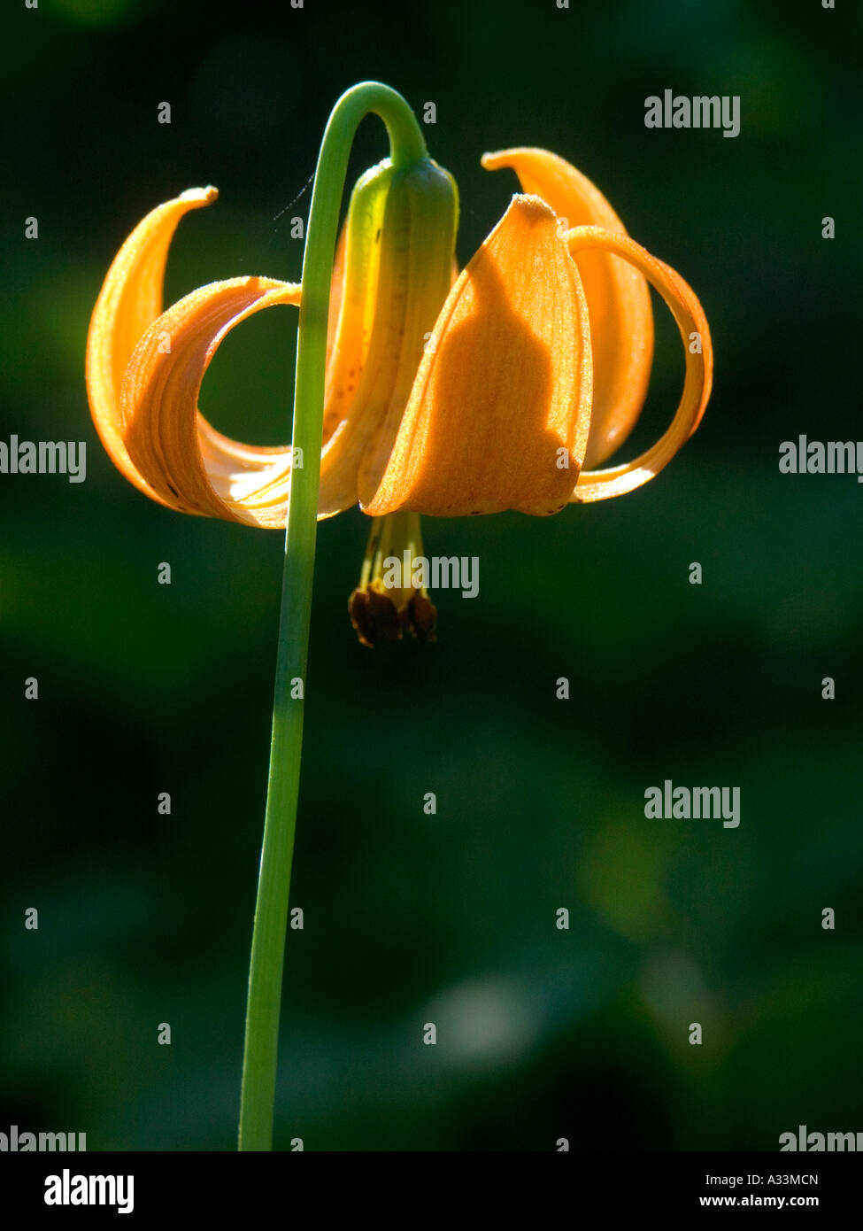 A leopard lily (lilium pardalinum) in the Sierra Nevada mountains of ...
