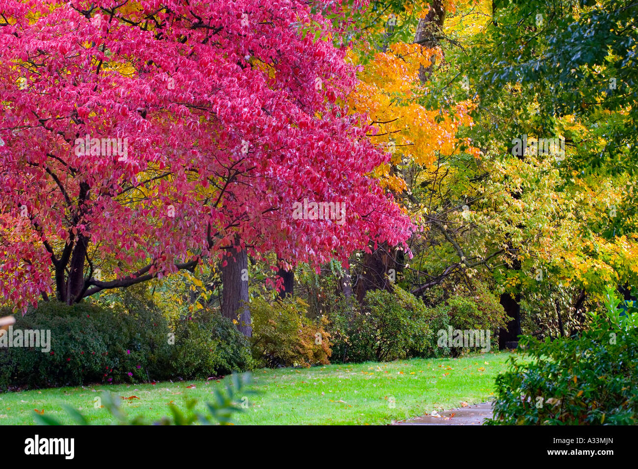 Bright fall colors on the Chico State University campus, Chico ...
