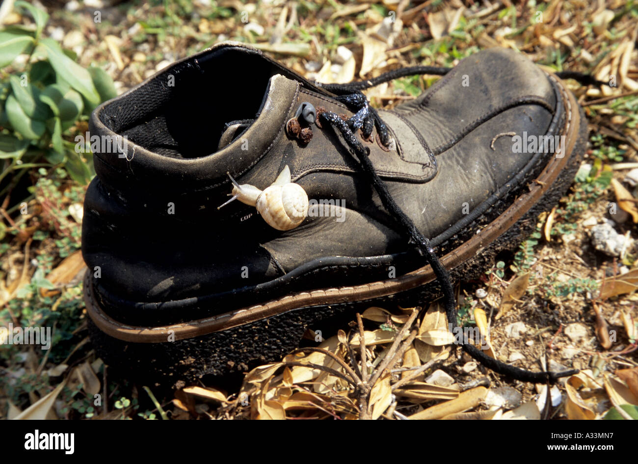 Old shoe with snail crowling by Stock Photo - Alamy