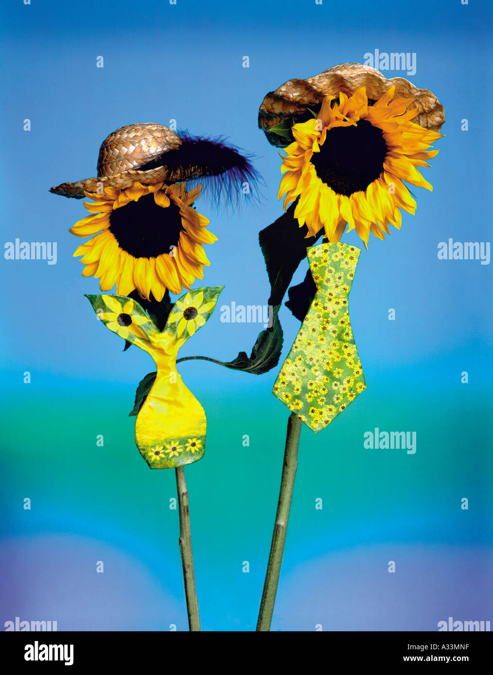 Two happily dressed sunflowers, male and female Stock Photo - Alamy