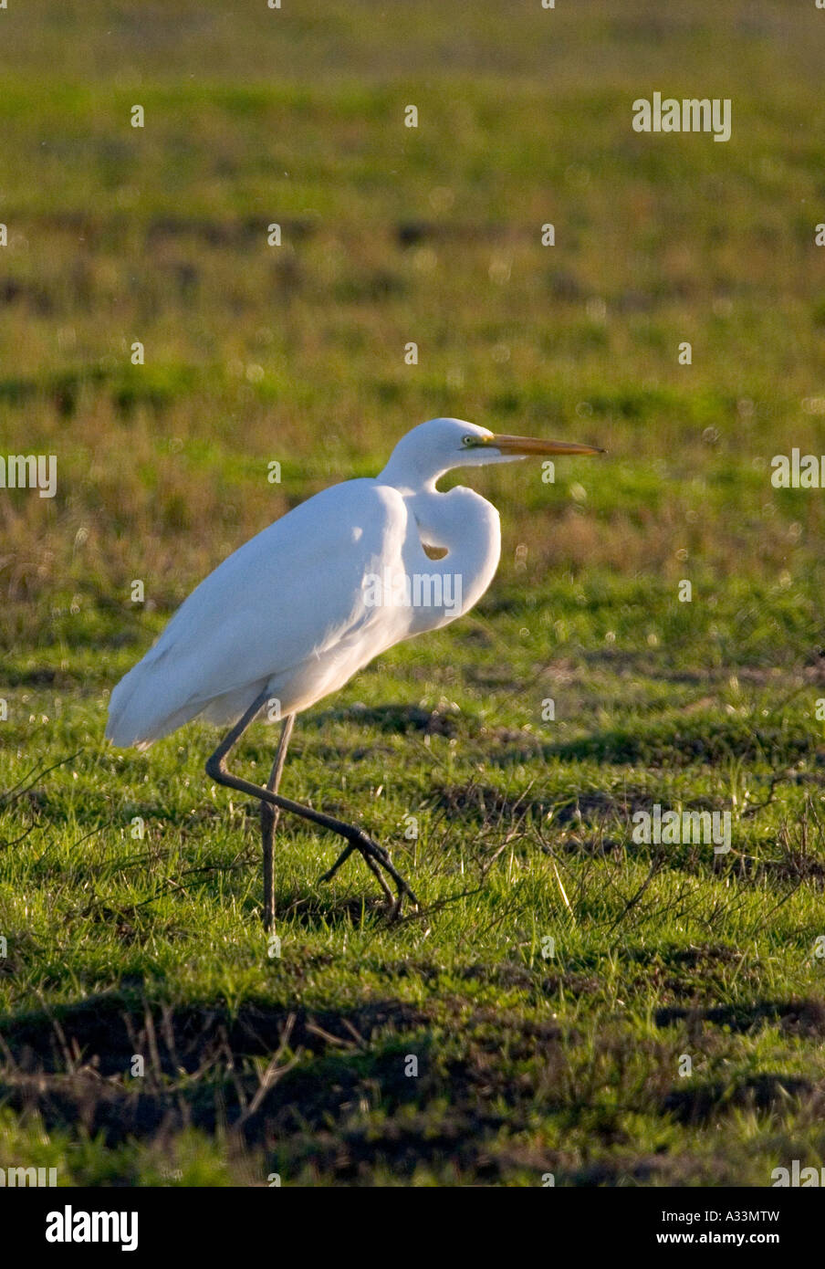 Great egret in the Sacramento National Wildlife Refuge, Sacramento ...