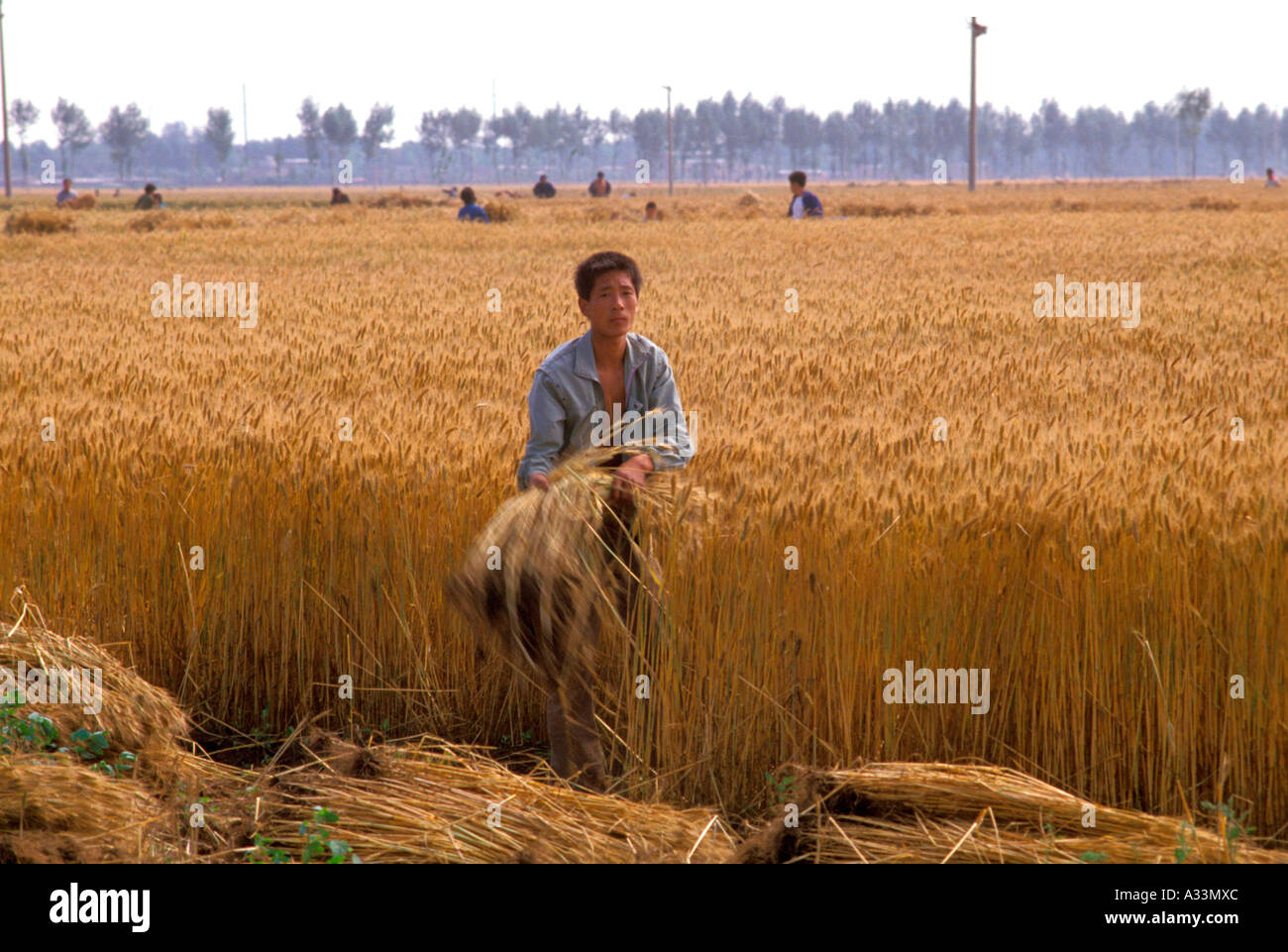 Wheat In China
