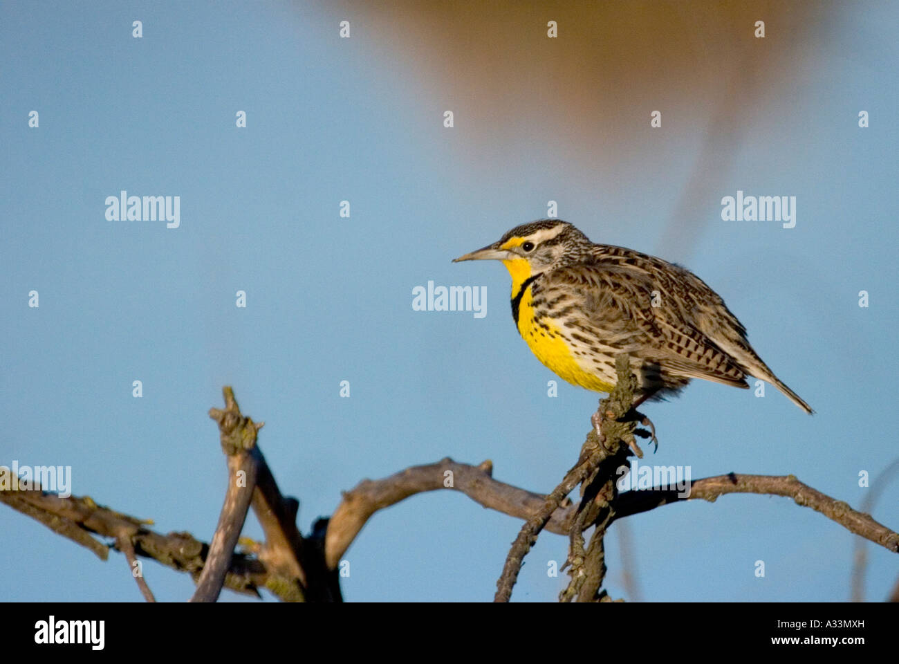 Western meadowlark california hi-res stock photography and images - Alamy