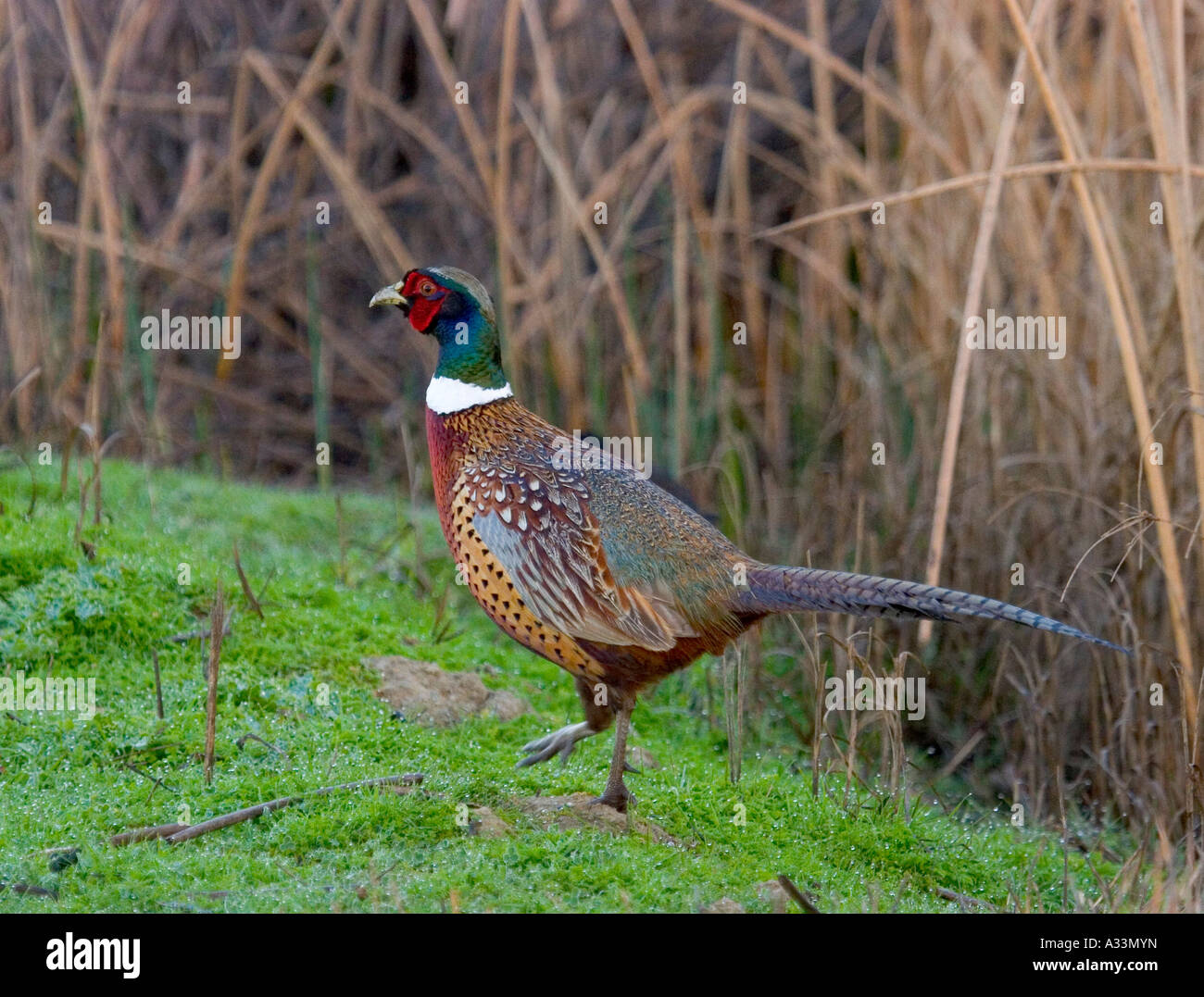Ringed-Necked Pheasant in the Sacramento National Wildlife Refuge ...
