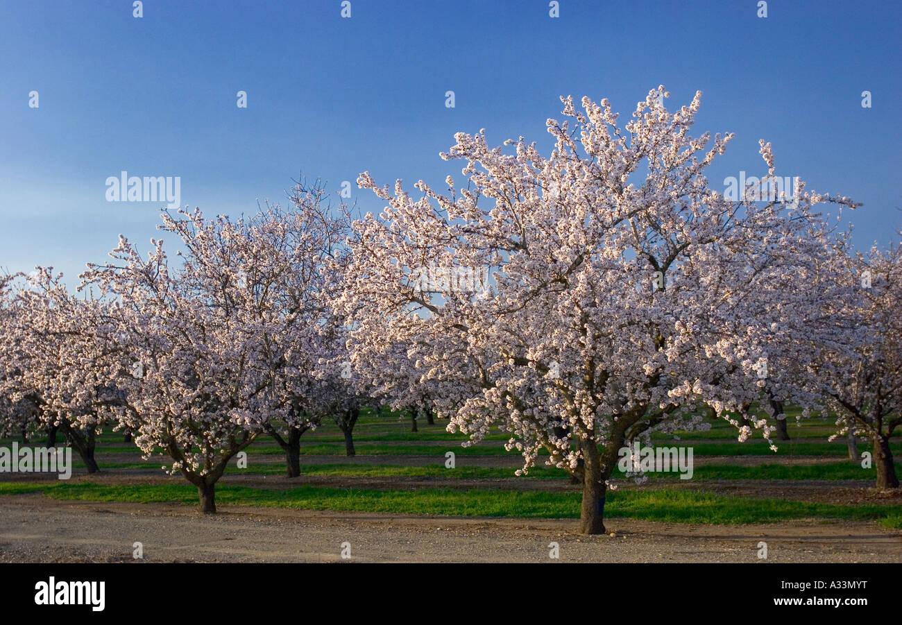 Almond orchards in bloom, Sacramento Valley, California Stock Photo - Alamy