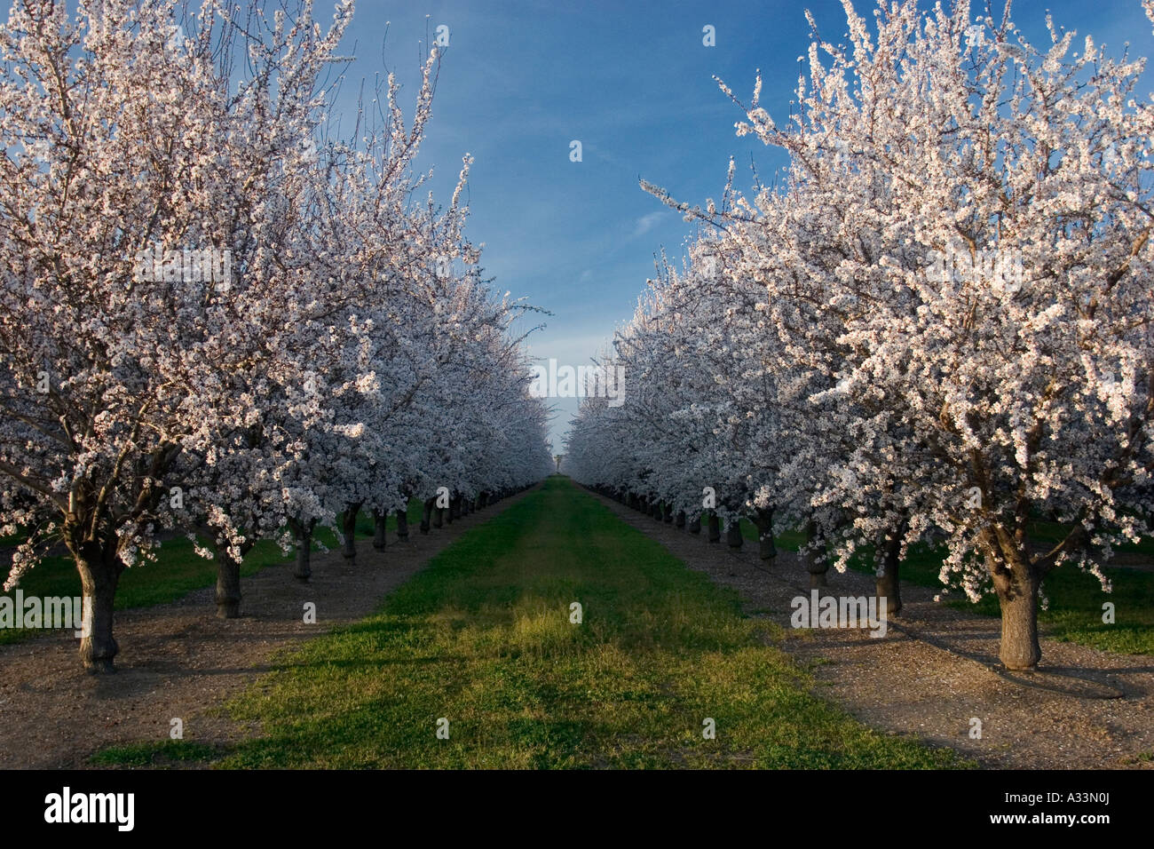 Almond orchards in bloom, Sacramento Valley, California Stock Photo - Alamy