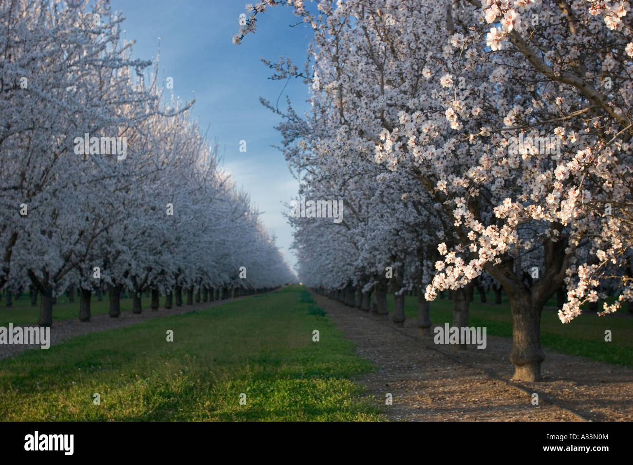 Almond orchards in bloom sacramento hi-res stock photography and images ...