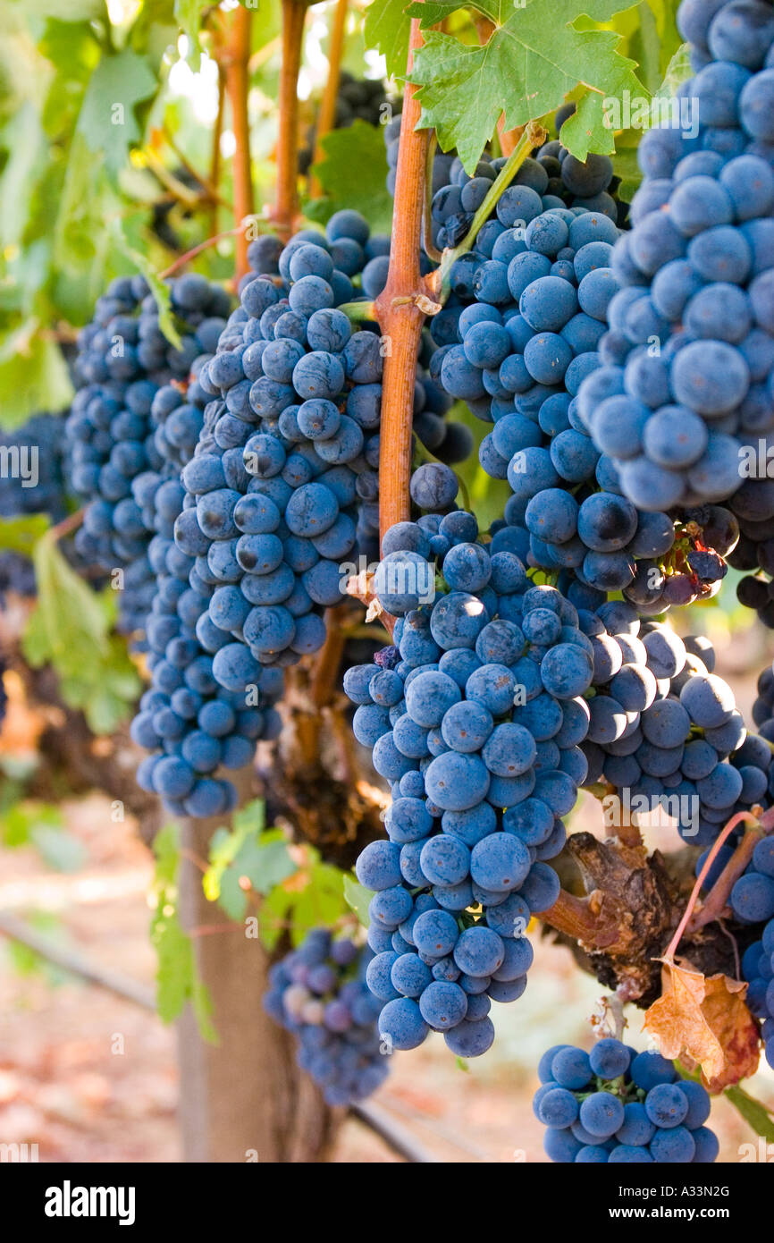 Red wine grapes ripen on the vine in the Shenandoah Valley of the ...