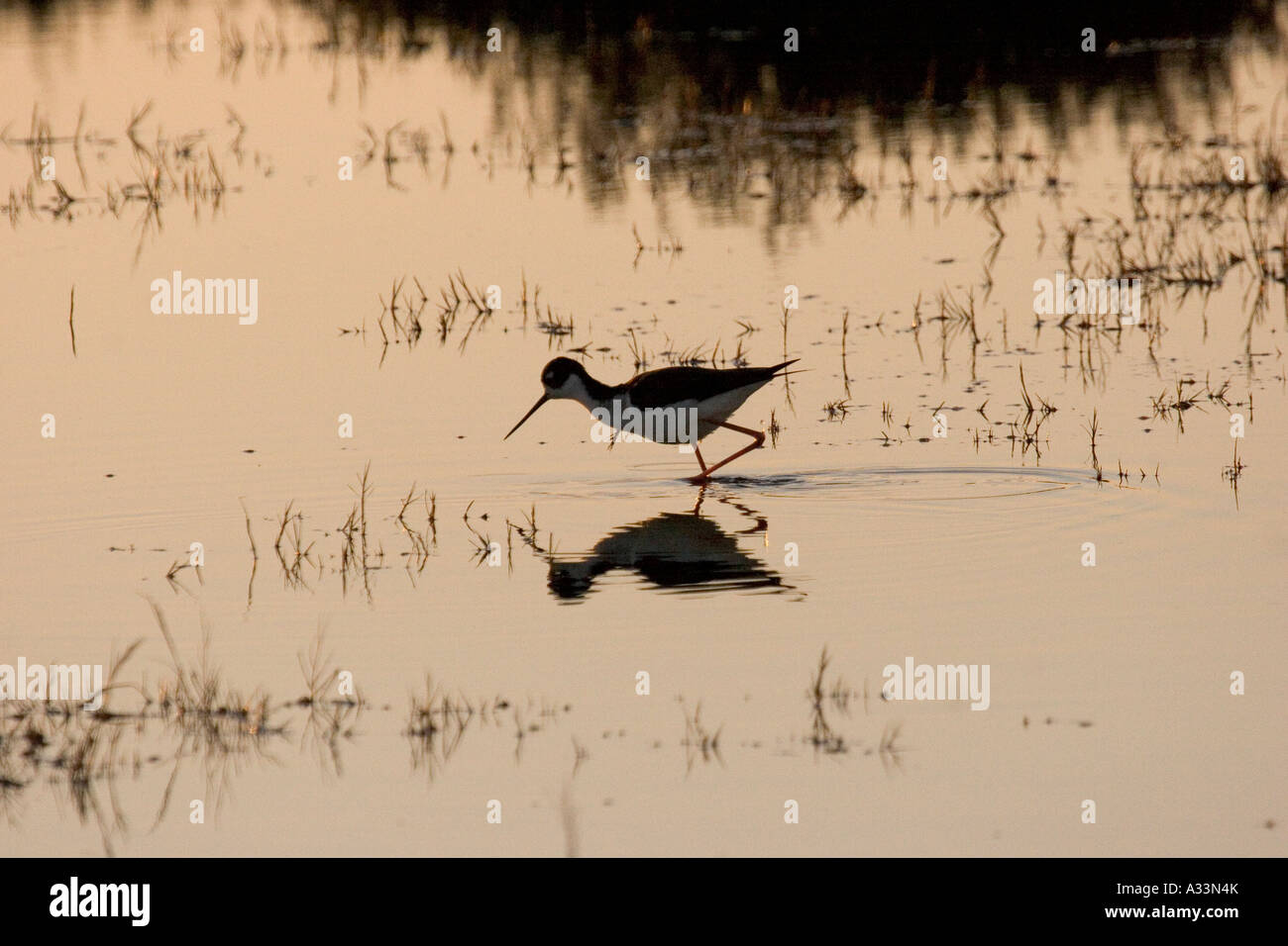 A black-legged stilt wades through the water at sunrise, northern ...