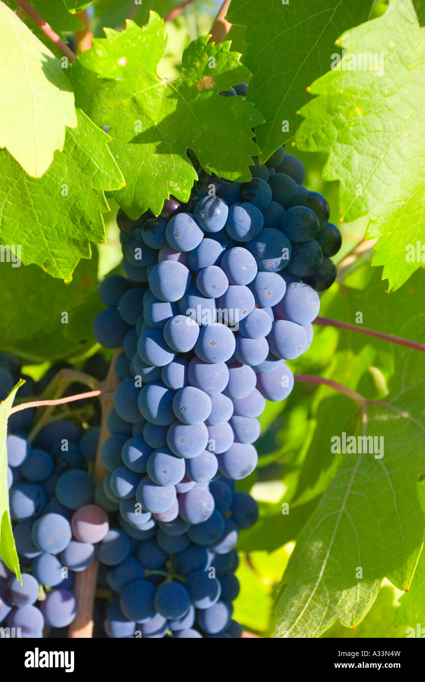 Red wine grapes ripen on the vine in the Shenandoah Valley of the ...