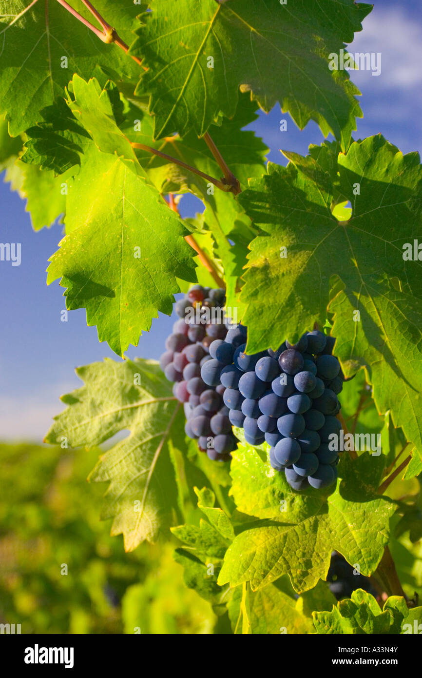 Red wine grapes ripen on the vine in the Shenandoah Valley of the ...