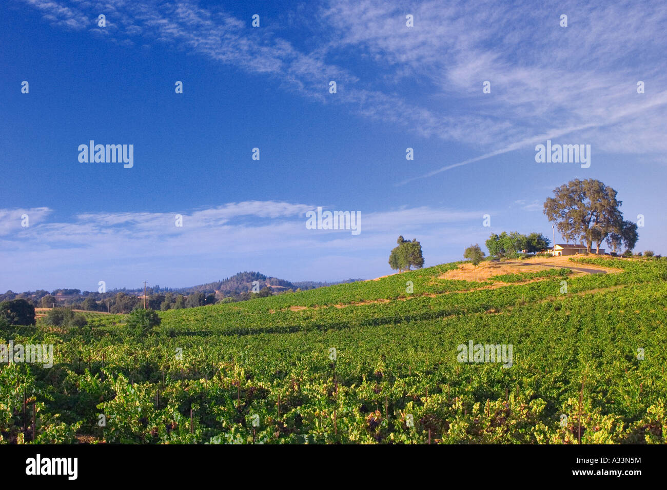 Wine grape vineyards in the rolling hills of the Shenandoah Valley of ...