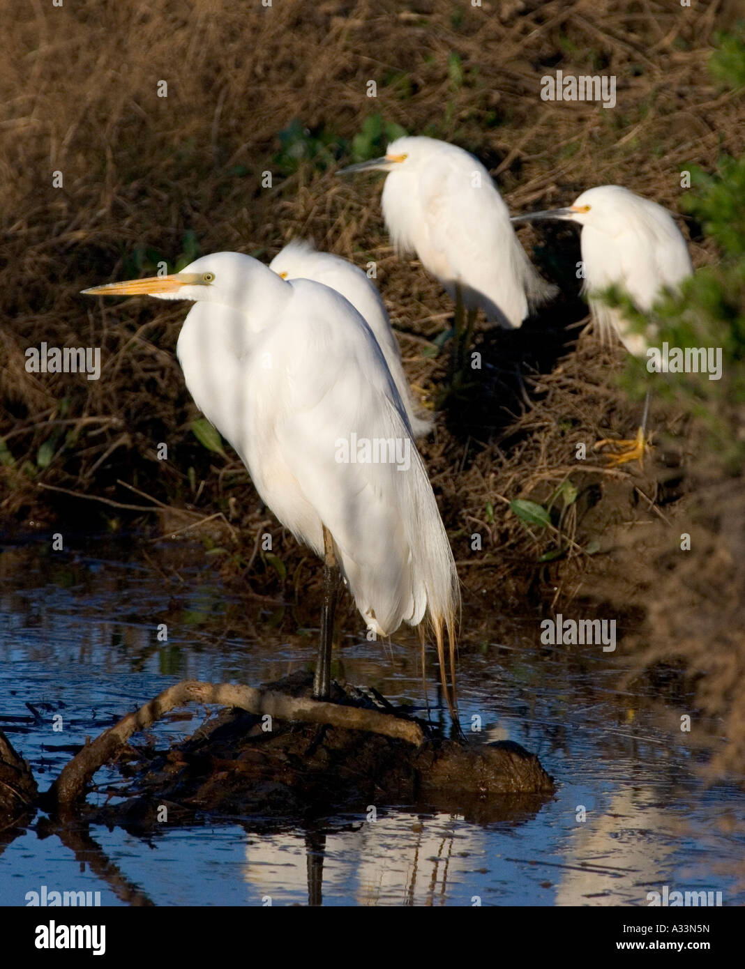 A great egret and several snowy egrets catch the morning sun in the ...