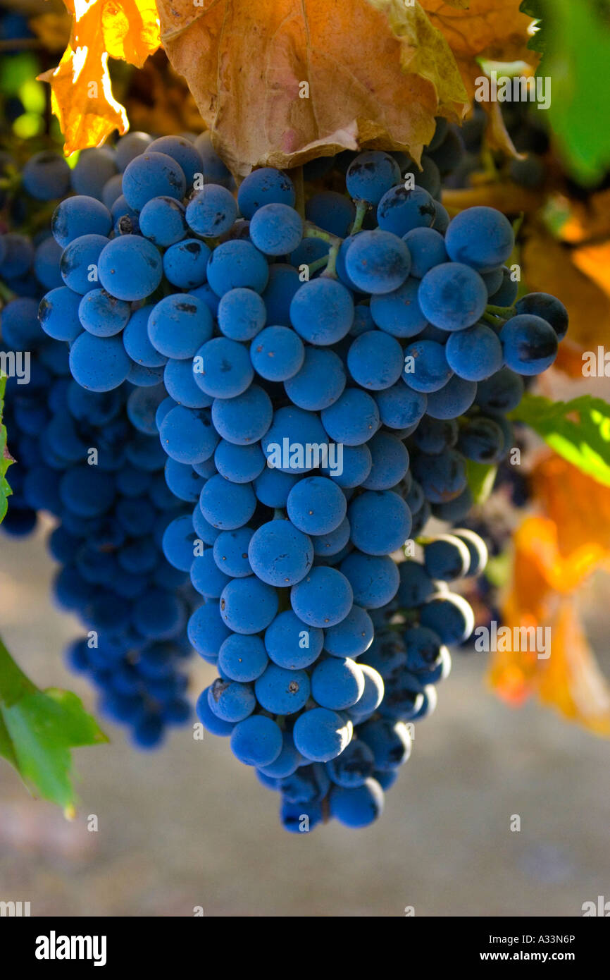 Syrah red wine grapes ripen on the vine in the Sacramento Valley of ...