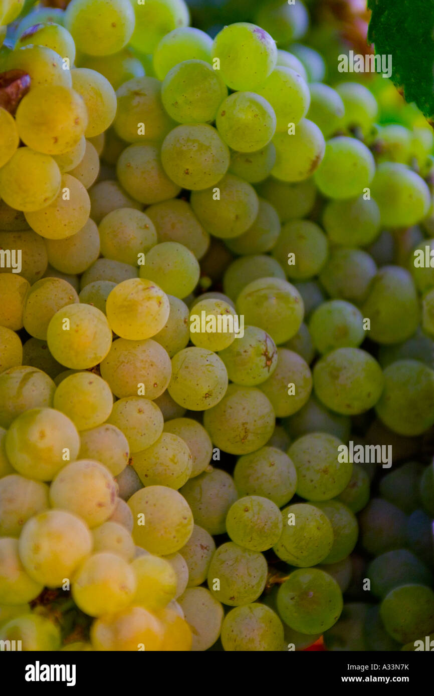 Chardonnay wine grapes ripen on the vine in the Sacramento Valley of ...