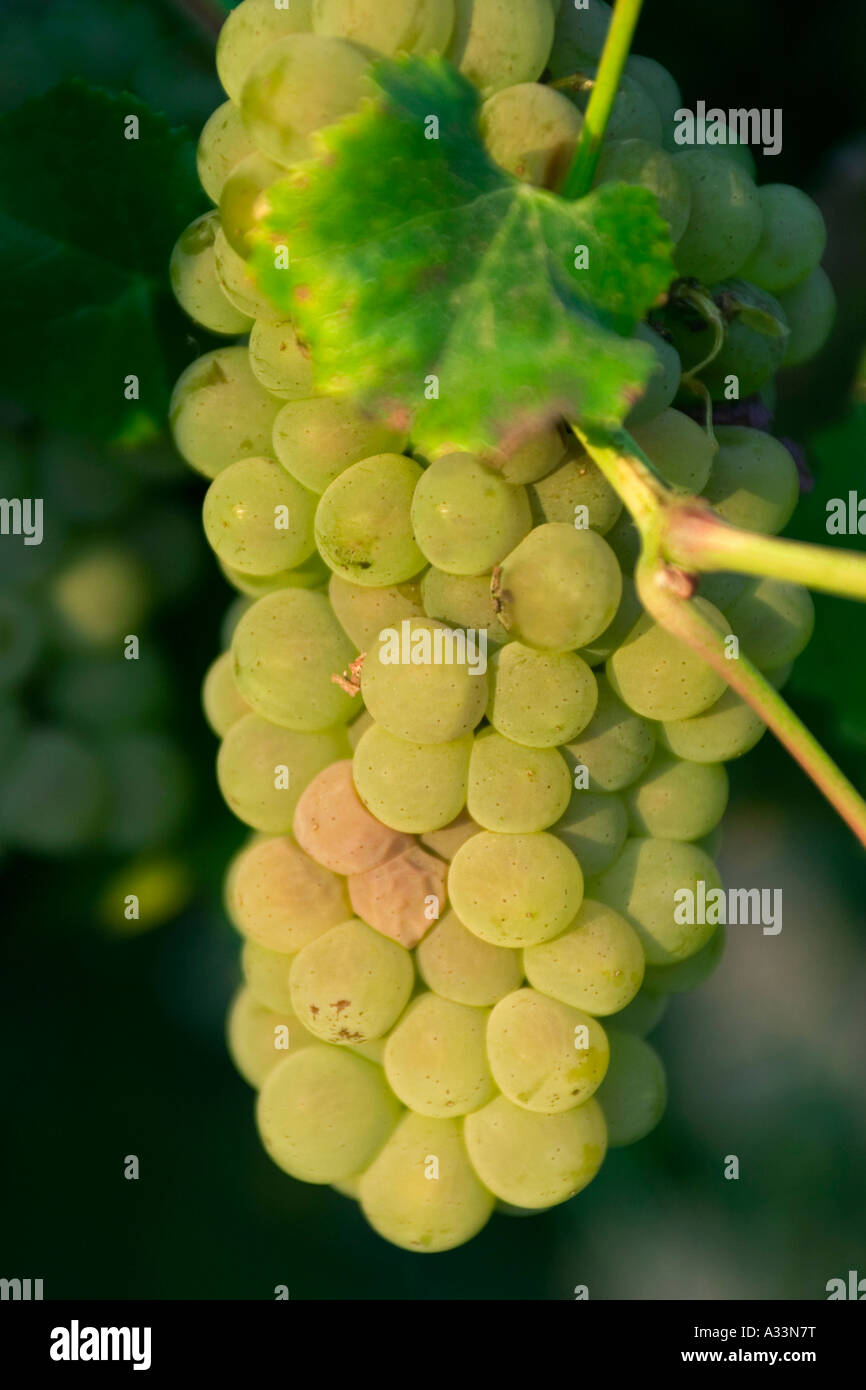 Chardonnay wine grapes ripen on the vine in the Sacramento Valley of ...