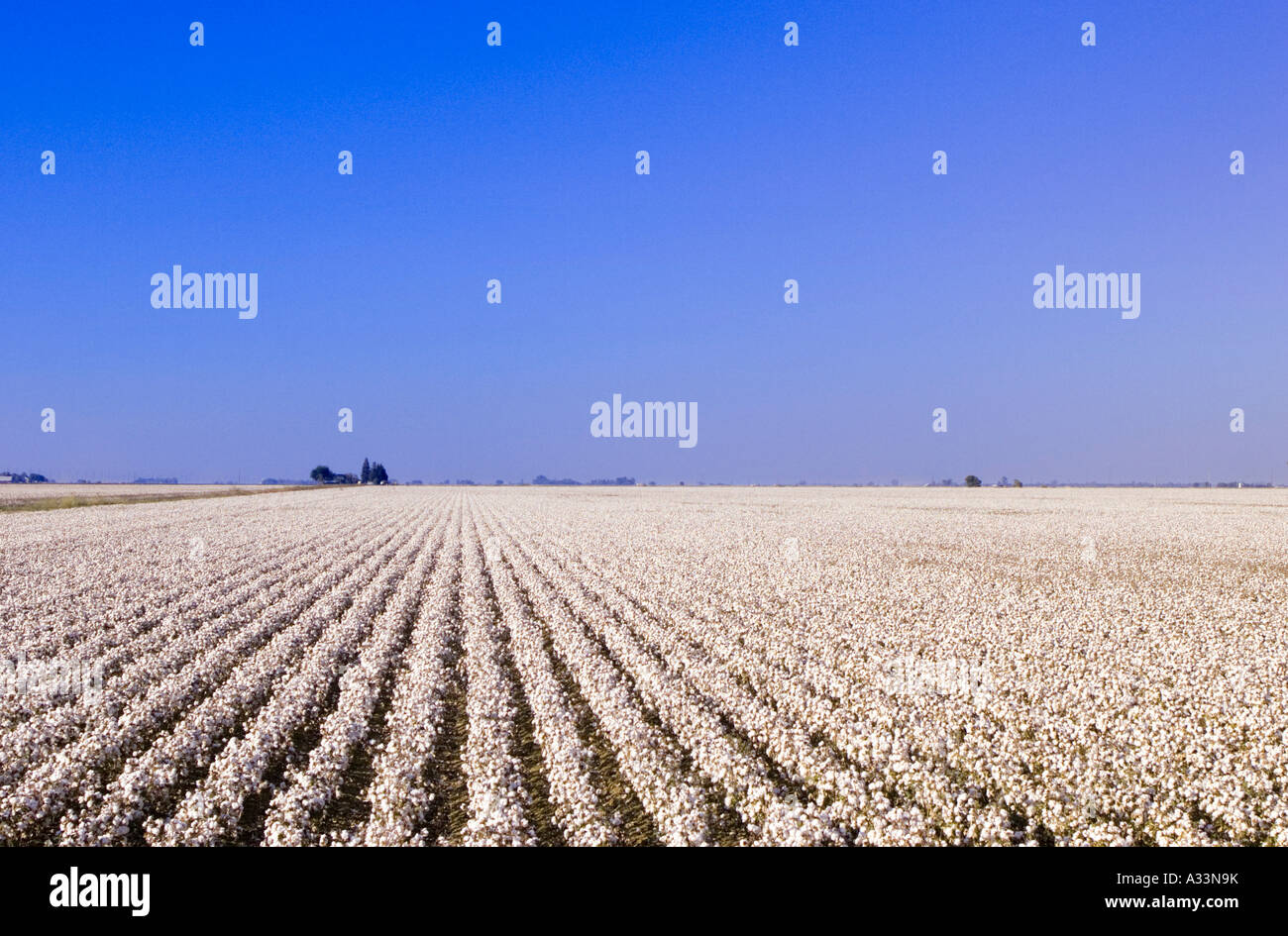 Rows of ripe cotton, Sacramento Valley, northern California Stock Photo ...