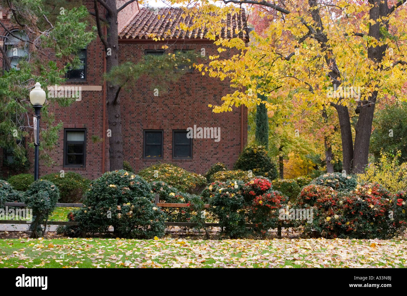 Fall colors appear on the Chico State University campus, in Chico ...