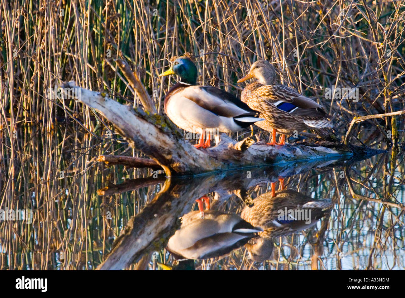 Mallard duck couple in the Sacramento National Wildlife Refuge ...