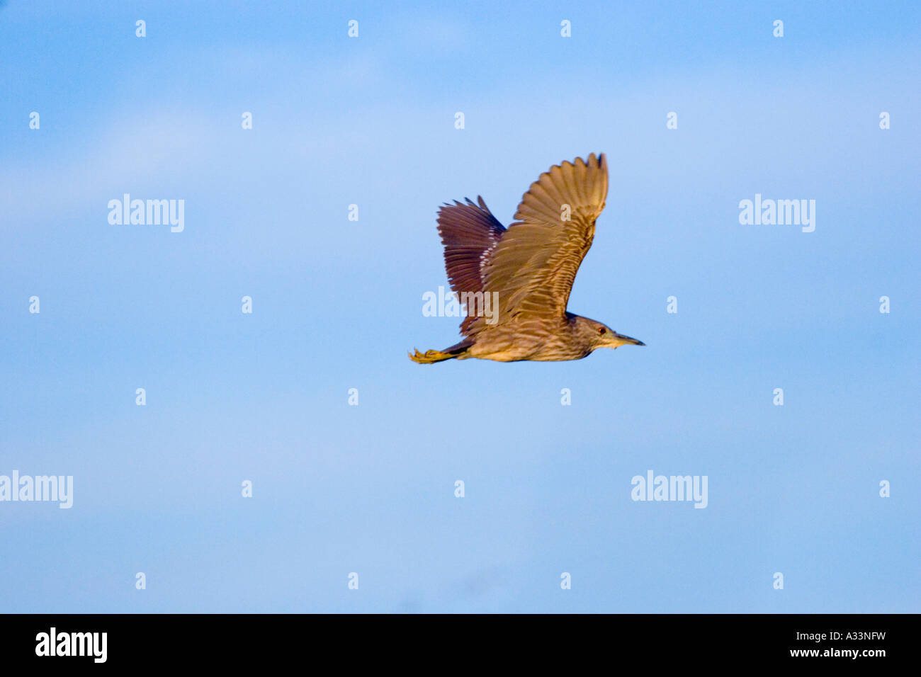 A small heron in flight at the Delevan National Wildlife Refuge ...
