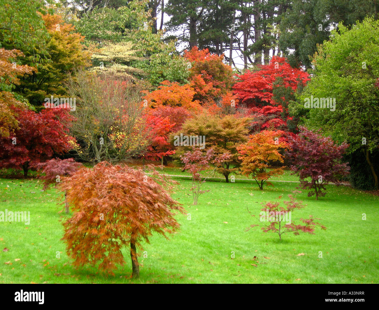 Trees in Autumn Roath Park Cardiff Suburbs South Wales Stock Photo - Alamy