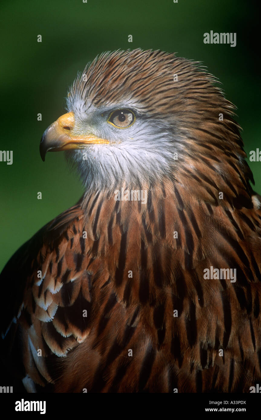 Birds and natural hi-res stock photography and images - Alamy