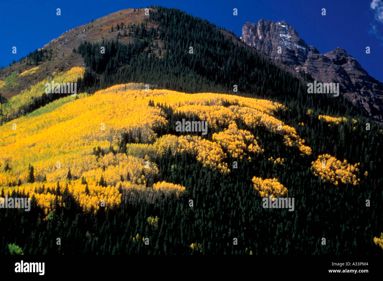 Aspens Pyramid Peak Colorado 6C0 Stock Photo - Alamy