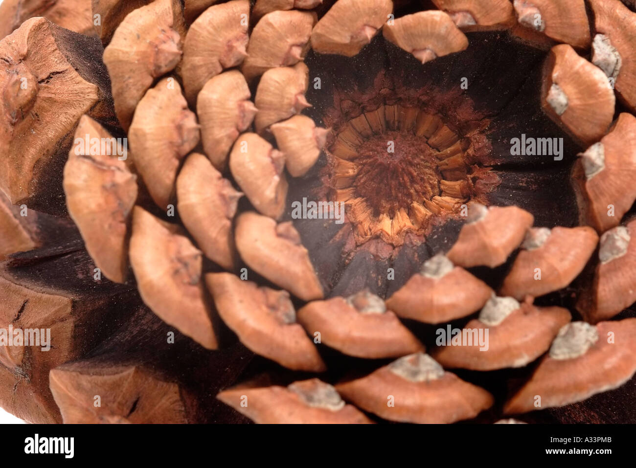 Inside a pine cone Stock Photo - Alamy