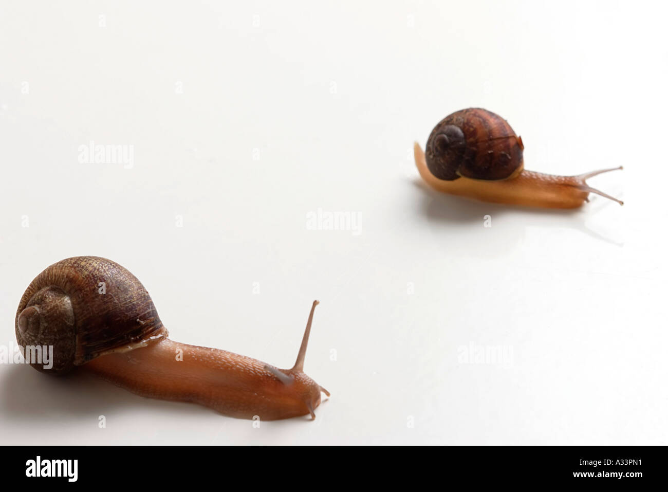 Slug race hi-res stock photography and images - Alamy