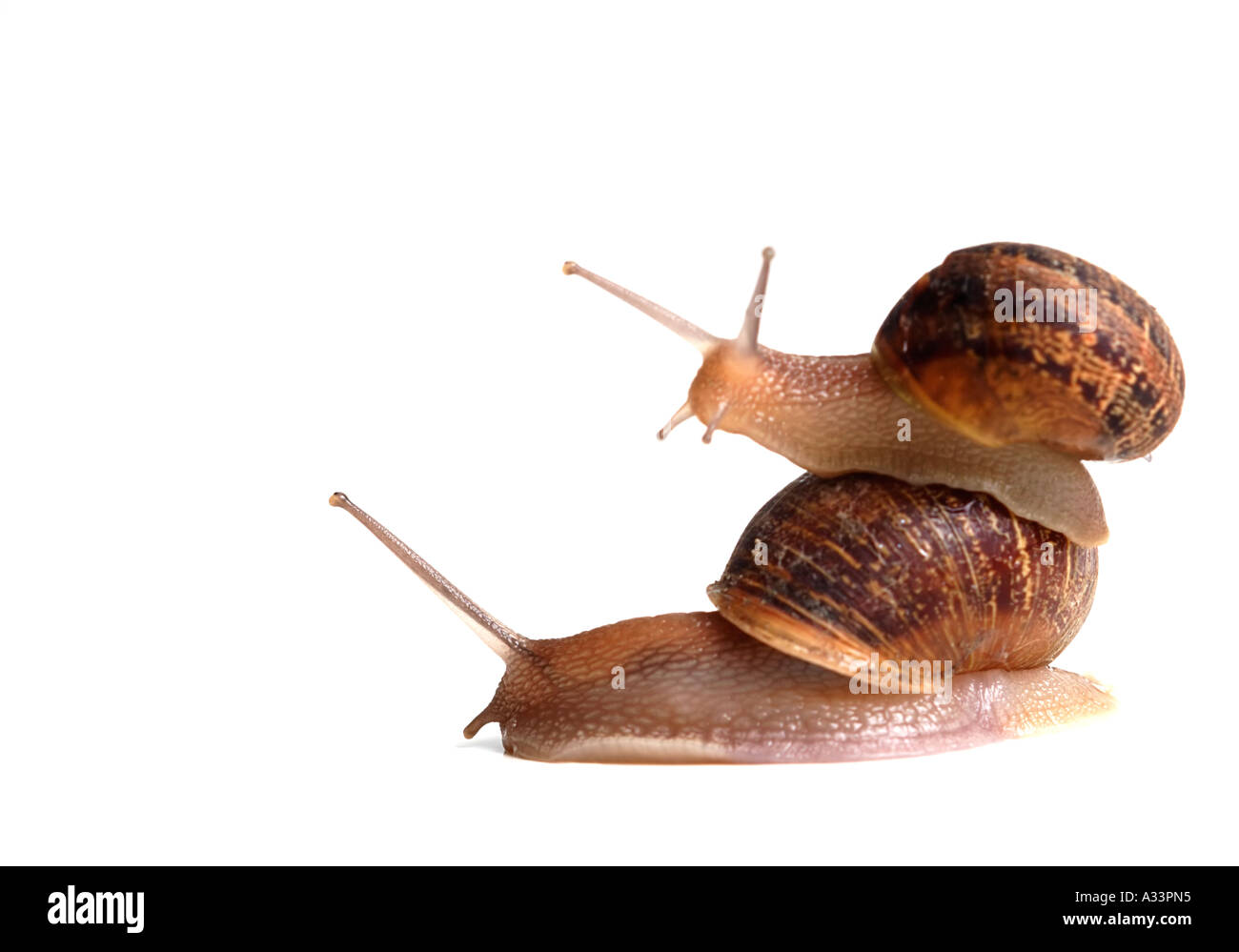 Slug piggy back ride Stock Photo - Alamy