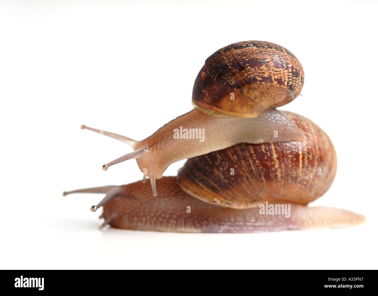 Slug piggy back ride Stock Photo - Alamy
