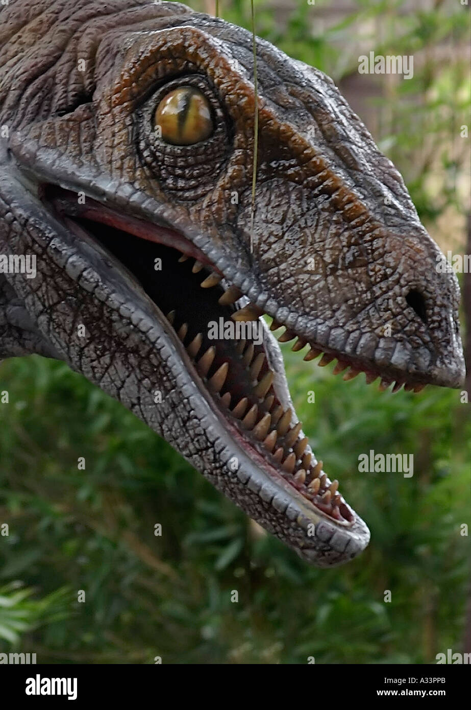 Raptor head hi-res stock photography and images - Alamy
