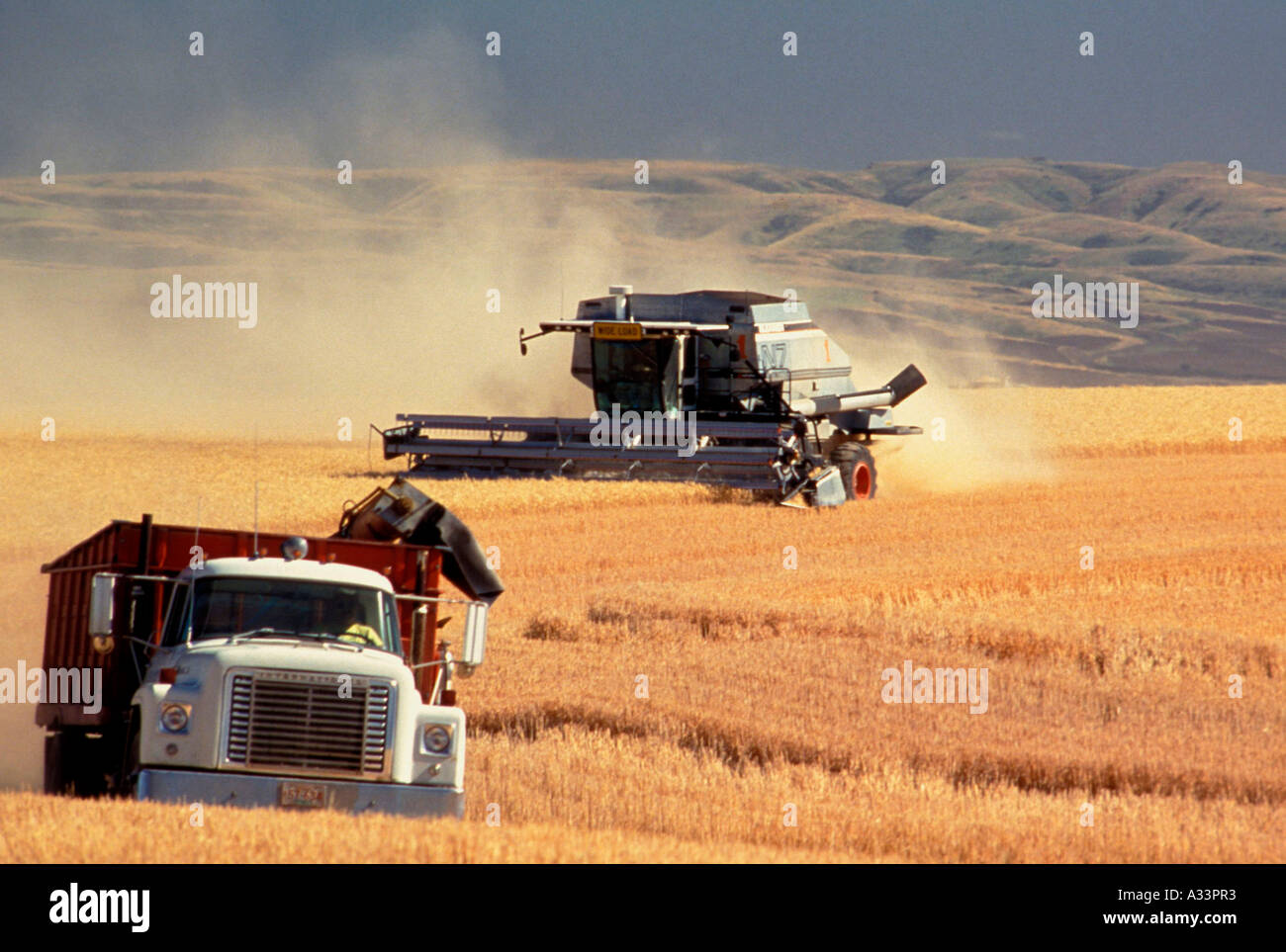 Wheat farm PR846 Stock Photo - Alamy