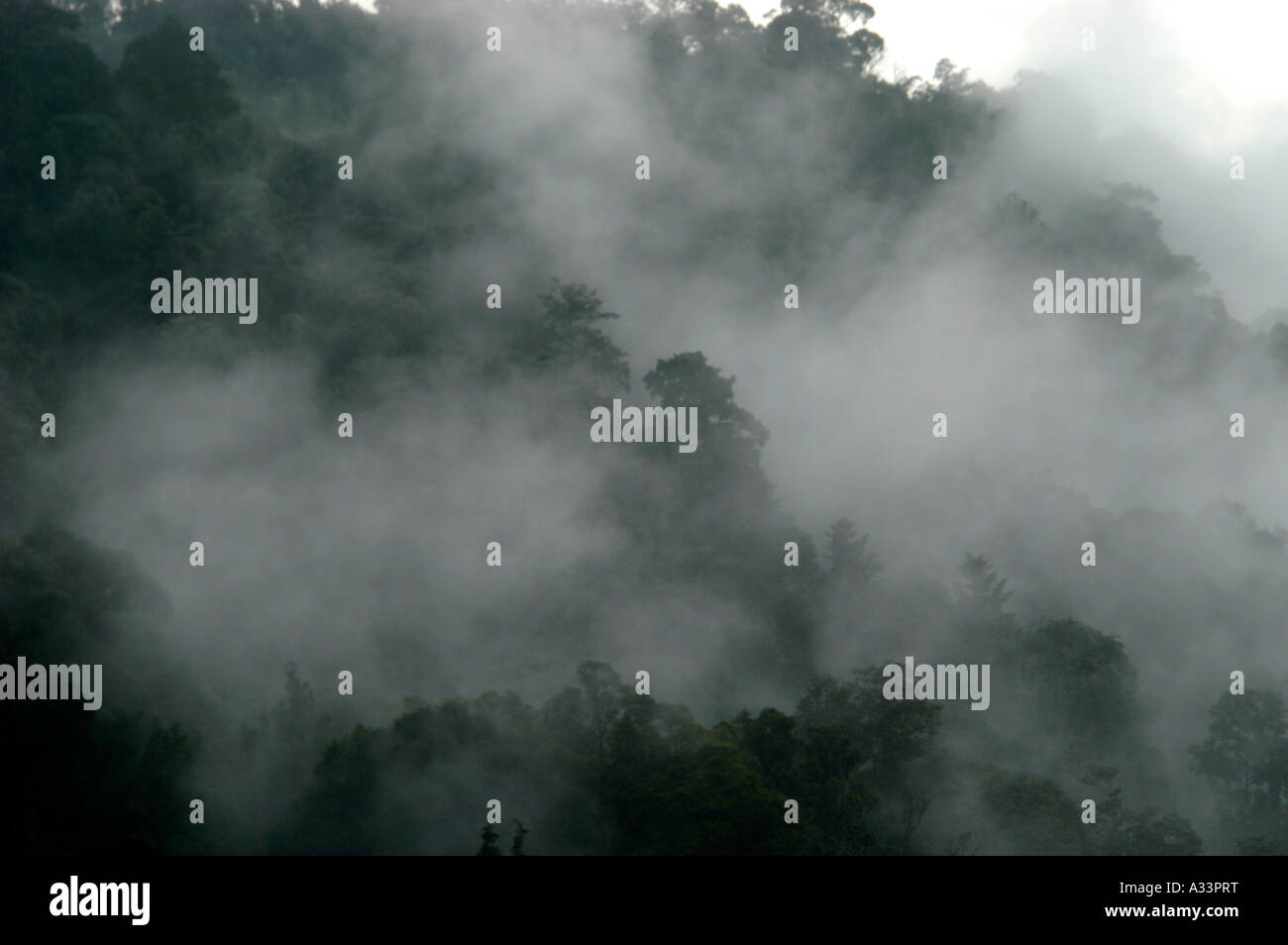 Mist over the forest hi-res stock photography and images - Alamy