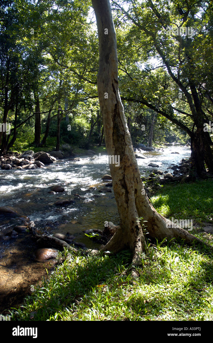 CHINNAR RIVER INSIDE CHINNAR WILDLIFE SANCTUARY FLOWING TOWARDS TAMIL ...