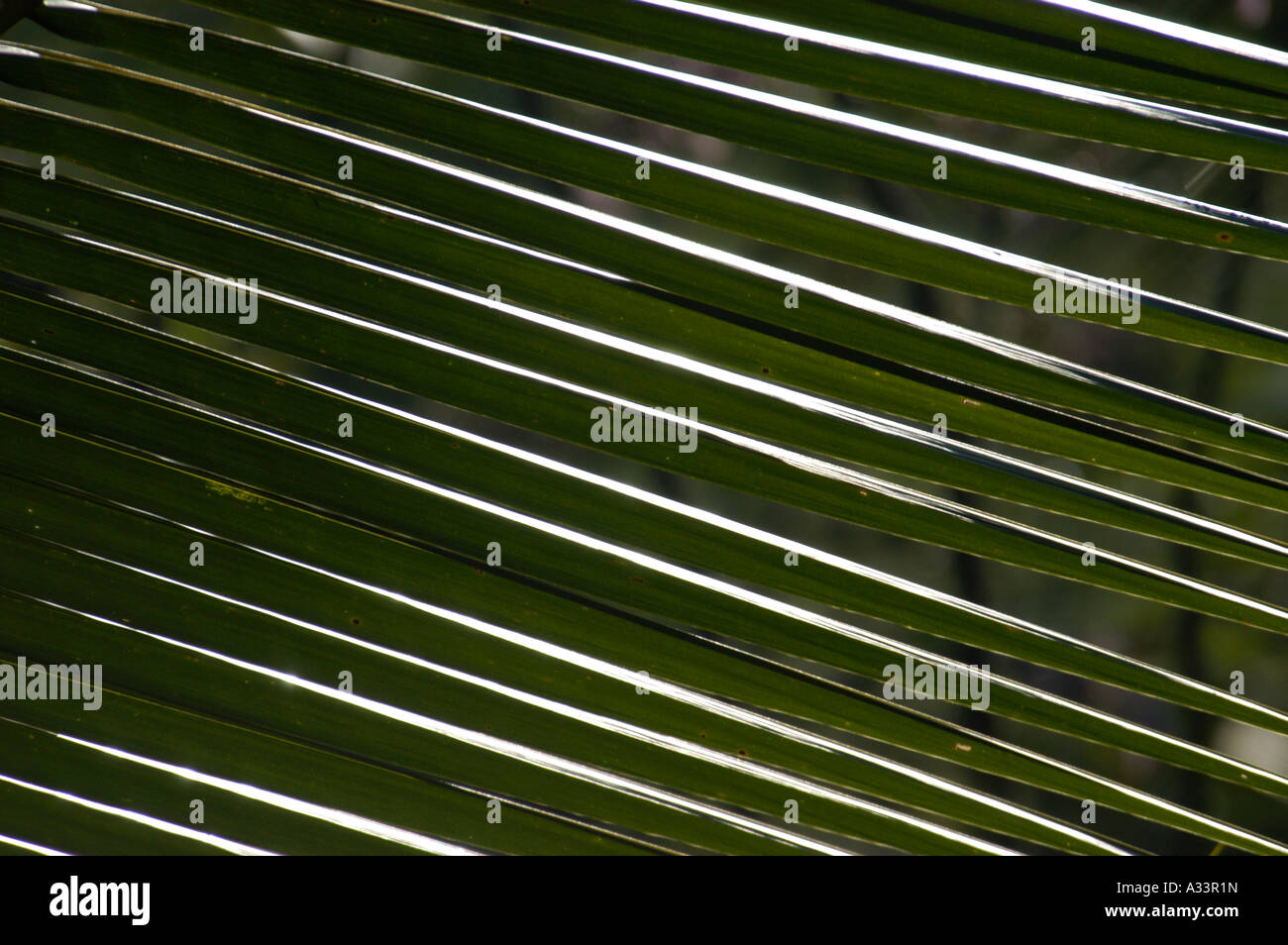 Split palm leaves hi-res stock photography and images - Alamy