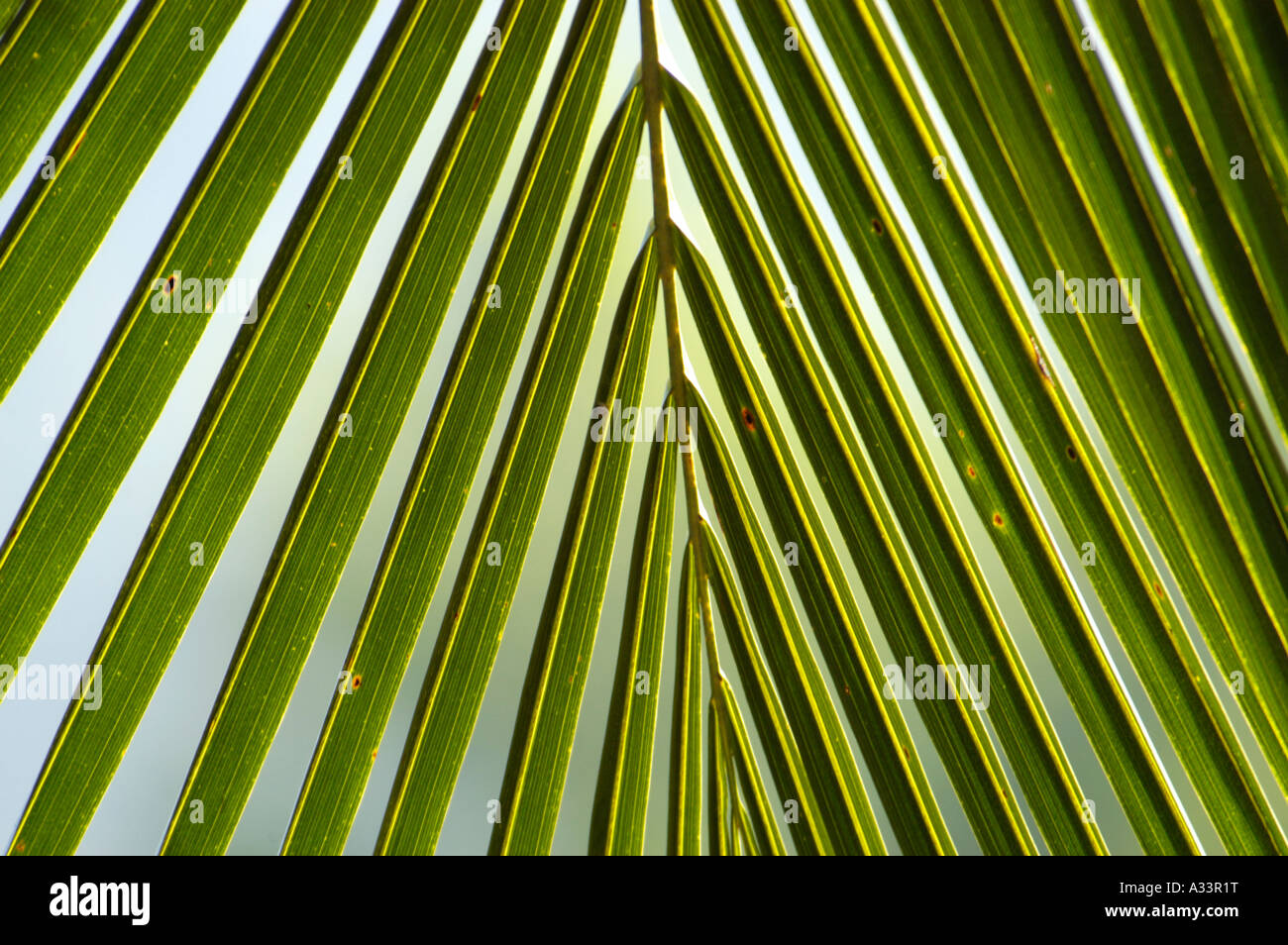 Split palm leaves hi-res stock photography and images - Alamy